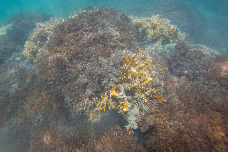 Ανακαλύφθηκε το μεγαλύτερο κοράλλι στον κόσμο, ορατό και από το ...